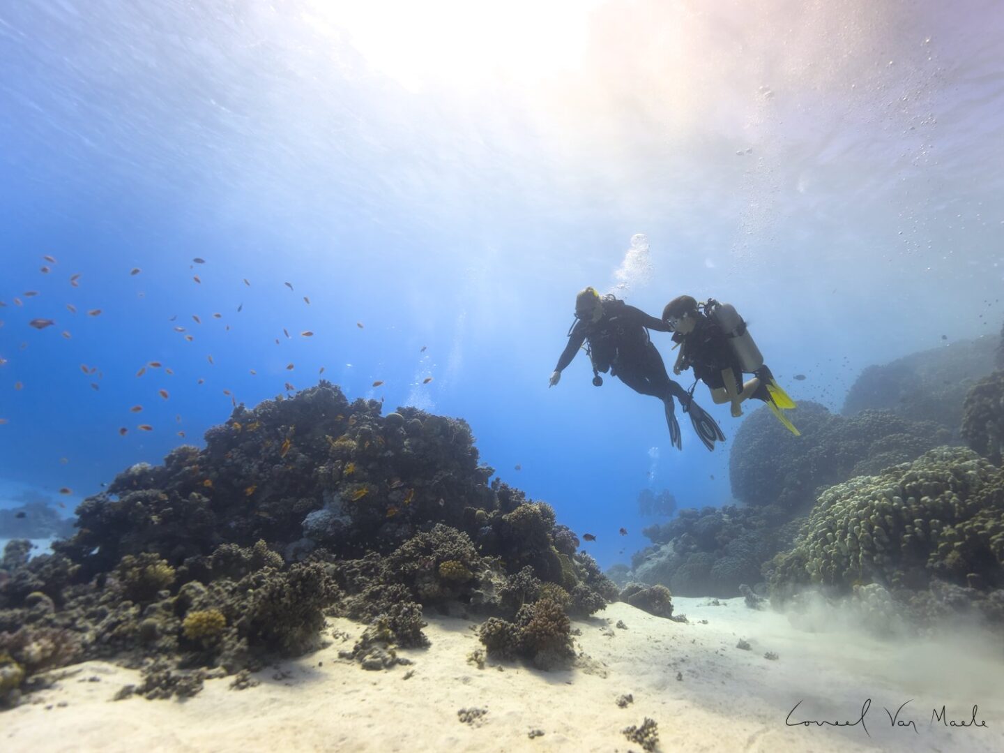Home - Nemo Dive Club & Hotel